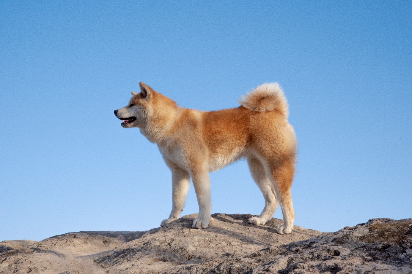 Akita Inu