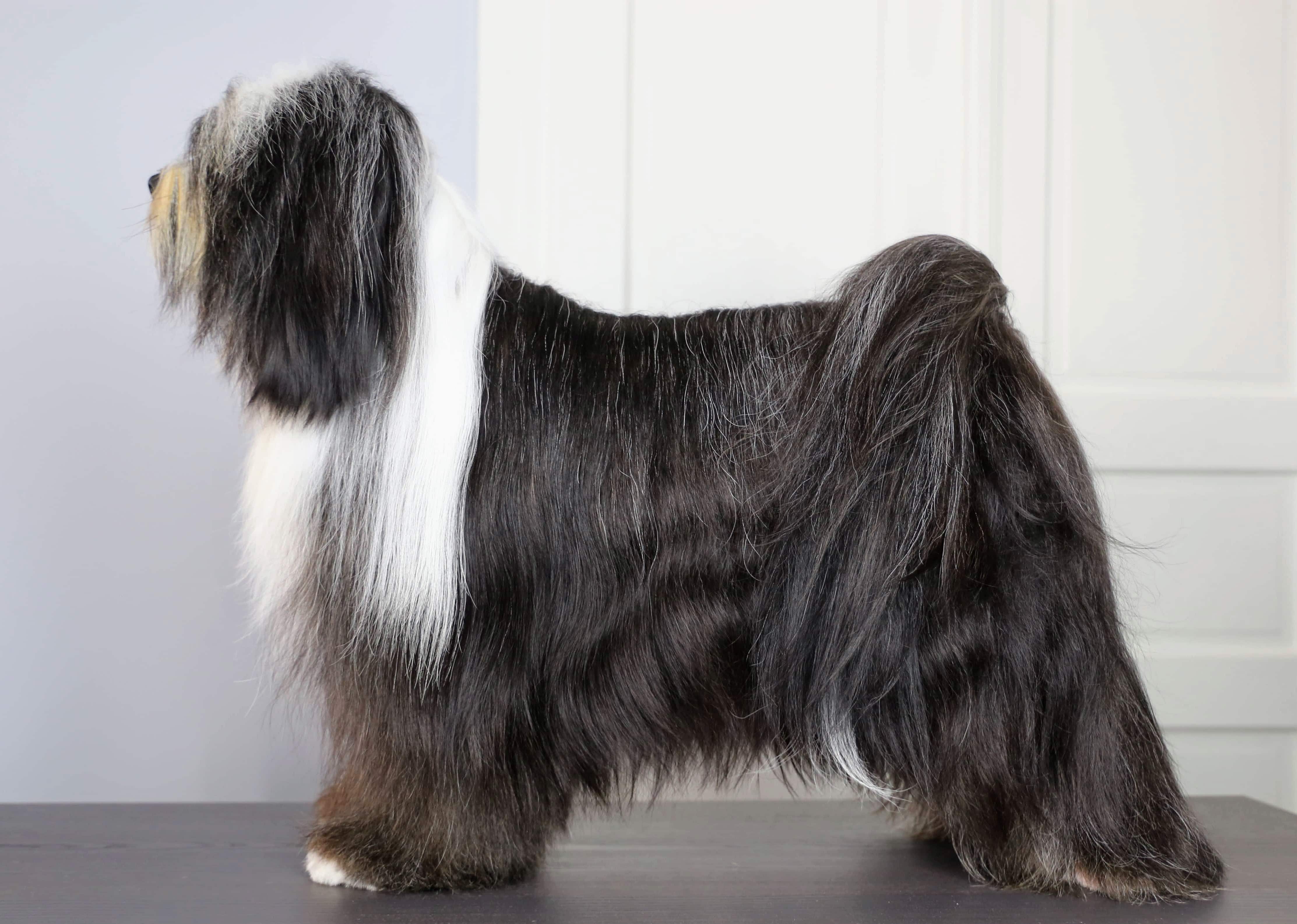 Tibeti terrier
